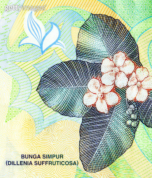 National Flower of Brunei - Simpor Bini (Dillenia suffruticosa) on ...
