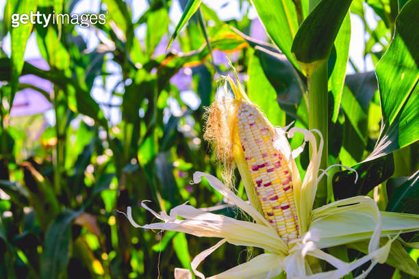 Multi-colored sweet corn cob on the stalk at corn field, organic corn ...