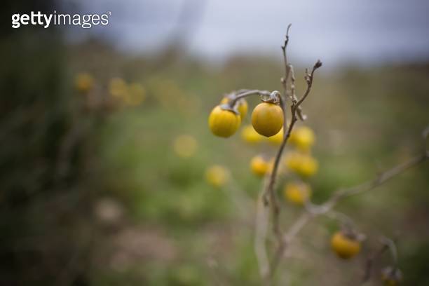 Close-up of Solanum Elaeagnifolium Plant with Yellow Fruits in Natural ...