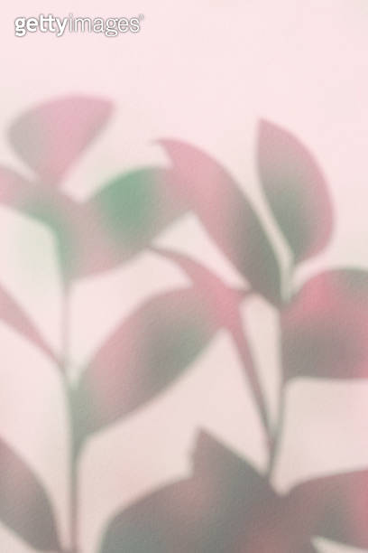 a colorful plant shadow 이미지 (2156122742) - 게티이미지뱅크