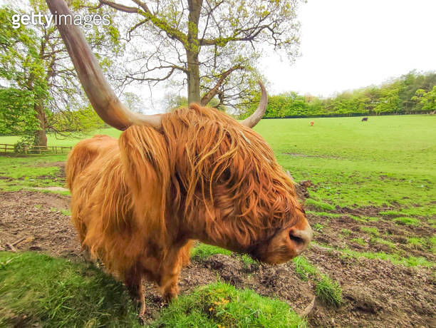 Highland Cow at natural park of glasgow scotland england UK 이미지 ...