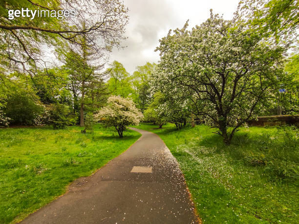Street view during spring blossom season at glasgow scotland england UK ...