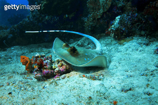 This ray (Neotrygon vali, Blue-spotted maskray) feels disturbed and ...