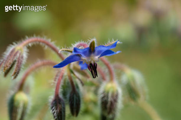 Closeup view of a vivid blue flower with fuzzy stems in beautiful ...