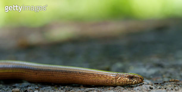 A detailed image of a slim snake, Anguis fragilis, moving across a ...