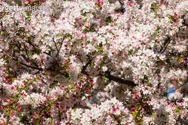 A Prunus 'Elvins' flowering plum tree in full bloom, showcasing its ...