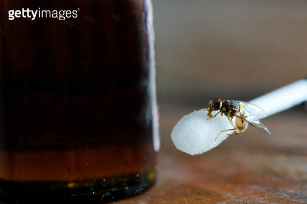 fruit flies and Chemicals that lure insects 이미지 (2157204296) - 게티이미지뱅크