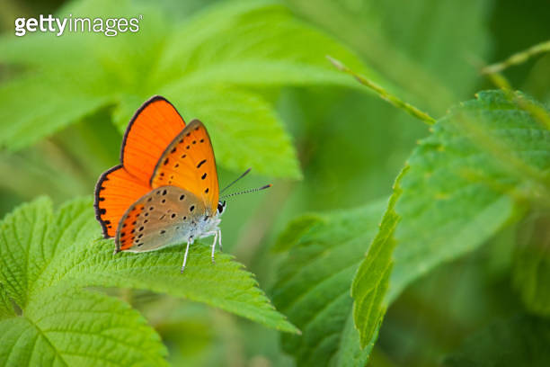 A male Large copper butterfly (Lycaena dispar). 이미지 (2035537092) - 게티이미지뱅크
