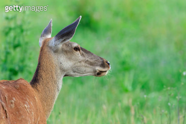 Close-up headshot of red deer doe from back (cervus elaphus). 이미지 ...