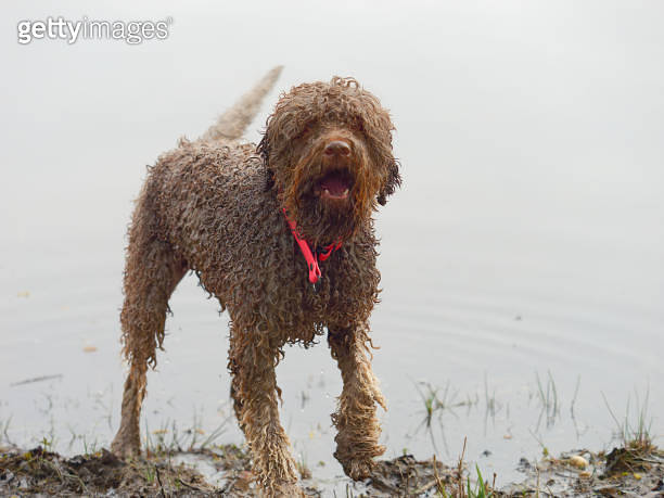 Close-up photo of a cute and wet Lagotto Romagnolo Italian water dog ...