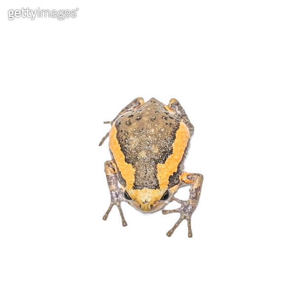 mdeBanded Bullfrog, Painted burrowing frog, Painted Bullfrog, Painted ...