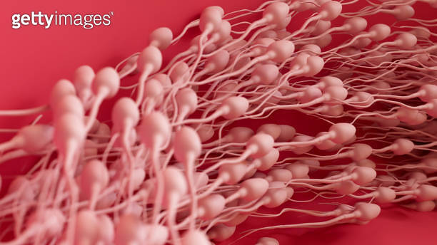 Pathway of Sperm, The journey of sperm, from their creation ...