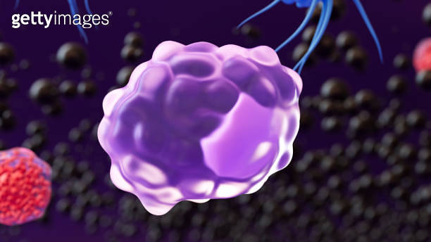 Macrophages: type of white blood cell of the immune system that engulf ...
