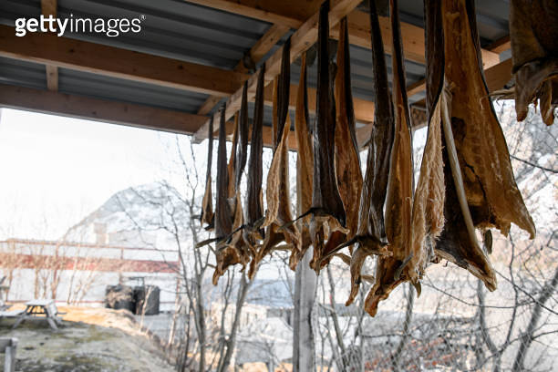 Disassembled fish hung by their tails under a small shed drying for ...
