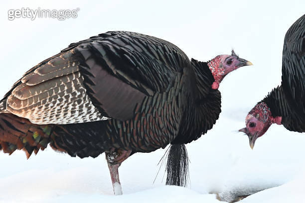 Wild turkeys at a water hole in the snow 이미지 (1945966346) - 게티이미지뱅크