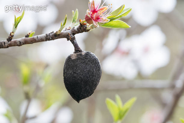 Almond in Decay on Blossoming Branch. 이미지 (2065441649) - 게티이미지뱅크