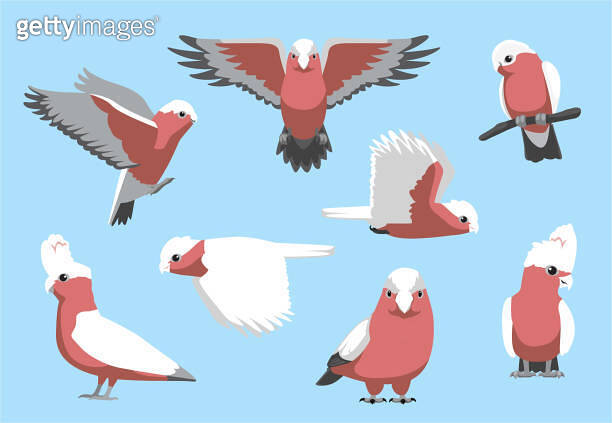 Galah Bird Cockatoo Parrot Various Poses Vector Illustration 이미지 ...