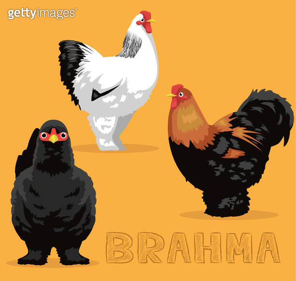 Chicken Brahma Cartoon Vector Illustration 이미지 (1989325283) - 게티이미지뱅크