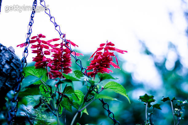 Salvia from garden. Scarlet sage - Salvia splendens Vista Red blooming ...