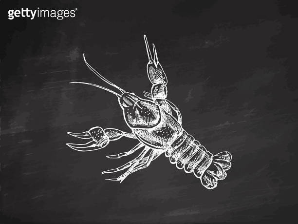 Hand-drawn river crayfish. Vector sketch illustration on chalkboard ...