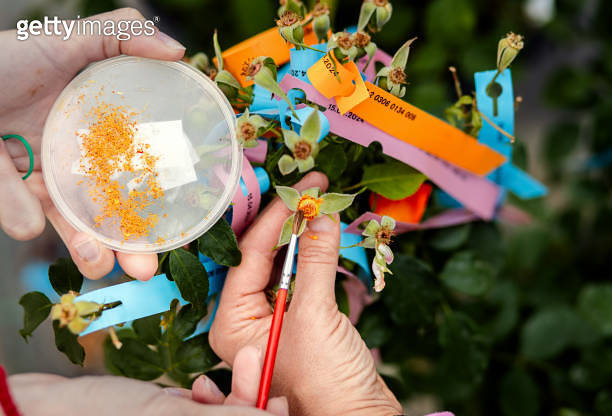 Close up of women hands working in a flower greenhouse pollinating ...
