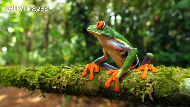 The Vibrant Jewel of the Rainforest: Red-Eyed Tree Frog 이미지 (2161660027 ...