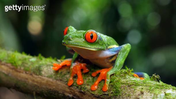 The Vibrant Jewel of the Rainforest: Red-Eyed Tree Frog 이미지 (2161660055 ...