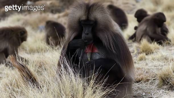 Unraveling the Mysteries of the Gelada Baboon: Behavior, Social ...