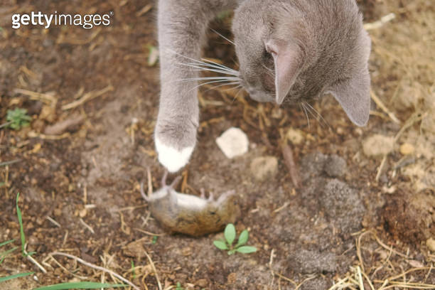 Cat catches a mouse. Cat catching a mice outdoors in a garden backyard ...