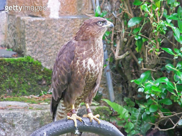 Common Buzzard Buteo buteo in Ireland 이미지 (1819534401) - 게티이미지뱅크