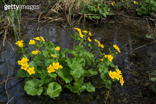 Springflower, Marsh yolk flower (Caltha palustris) in a stream in ...