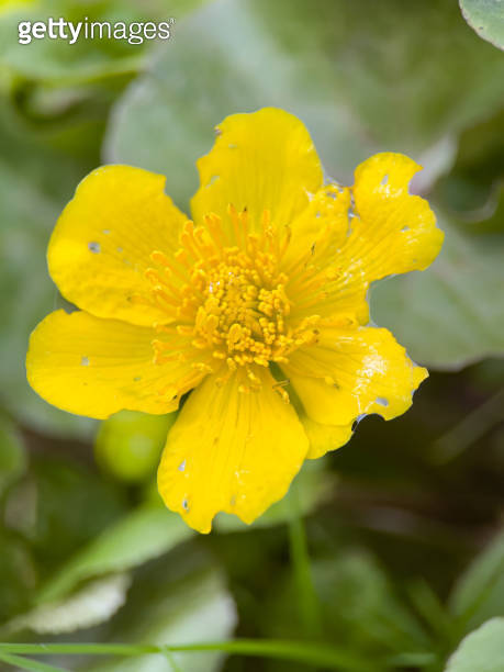 Extreme close-up of Caltha palustris / Swamp Yolk Flower (2150132097 ...