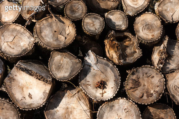 Nature Woven Tales, captivating cross-sections of stacked tree trunks ...