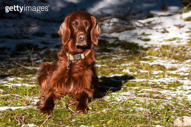 Irish Setter sunbathing in the hunting area. 이미지 (1980932111) - 게티이미지뱅크