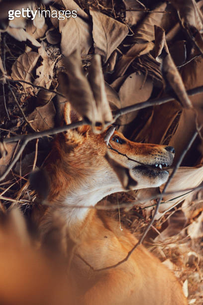 angry brown dog 이미지 (2049259591) - 게티이미지뱅크