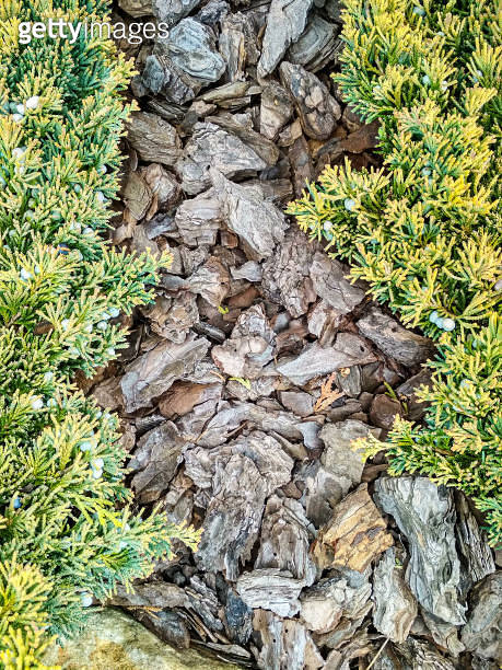 Juniperus horizontalis 'Golden Carpet' Creeping Juniper. Juniper tree ...