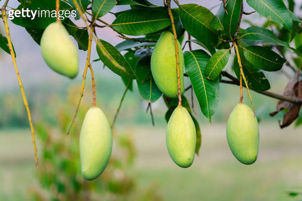 Discover the vibrant essence of summer with ripe mangoes hanging on ...