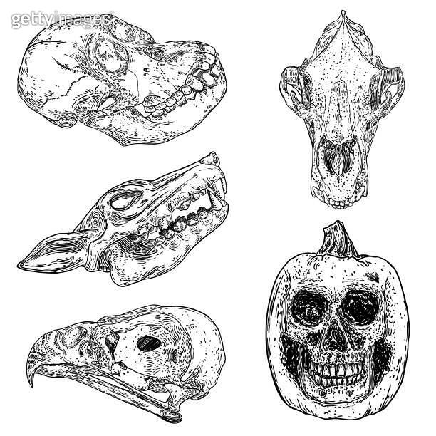 Alchemy symbol elements set. Skeletons and skulls bones of animals ...