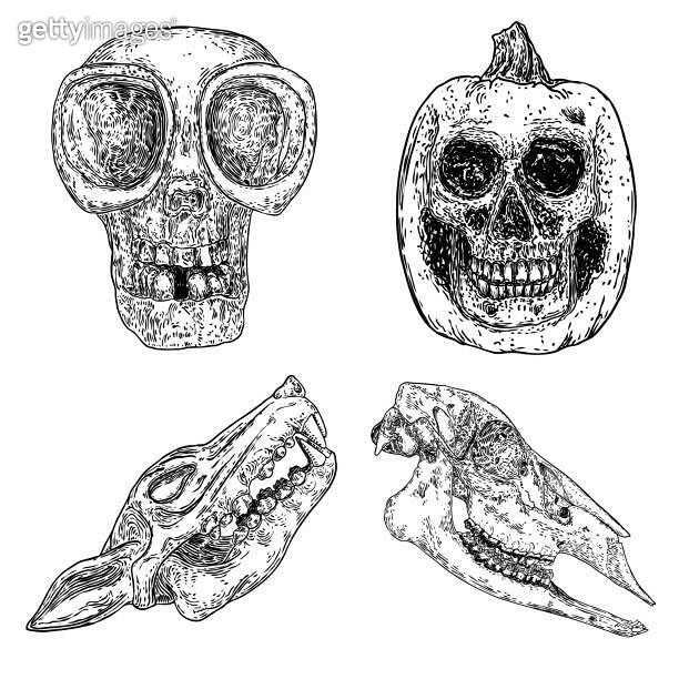 Magic animal bones design elements set. Hand drawn sketch for magician ...