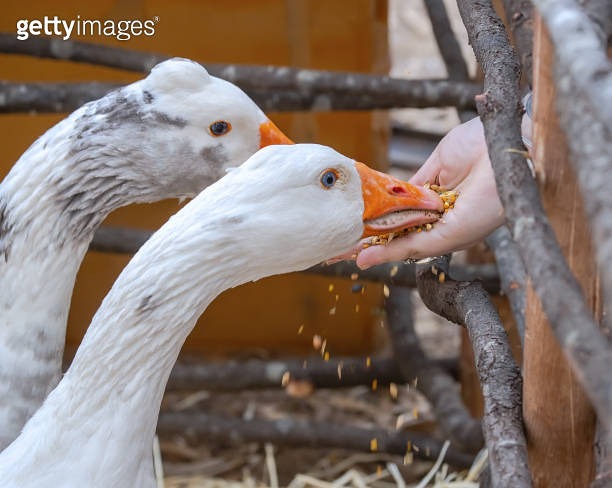 Two domestic geese peck grain from a man's palm, close-up, life on a ...