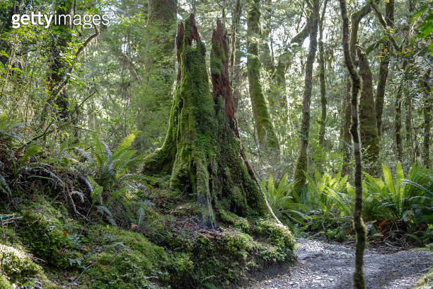 Forest on the South Island in New Zealand, old stump and tree trunks ...