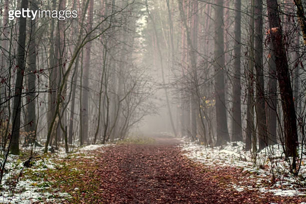 Bare tree trunks in the morning fog. Sad autumn landscape with a cold ...