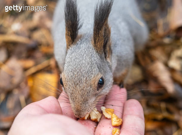 A squirrel in the autumn eats nuts from a human hand. Eurasian red ...