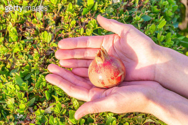 Woman's hands picking up fruit from tree. Orchard with big red ...