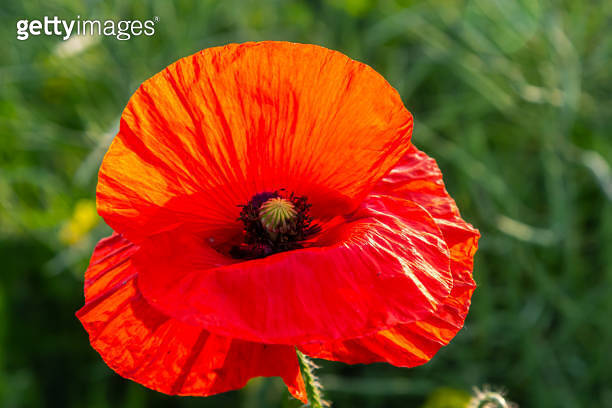 Papaver rhoeas or common poppy, red poppy is an annual herbaceous ...