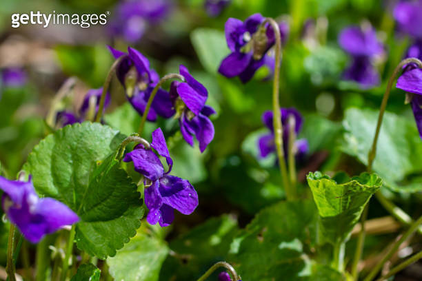 Viola odorata. Scent-scented. Violet flower forest blooming in spring ...