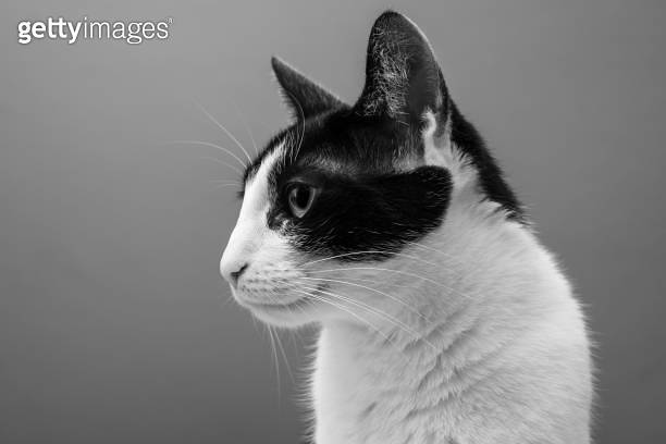 A cat staring into the distance in shades of gray 이미지 (2154247033) - 게티 ...