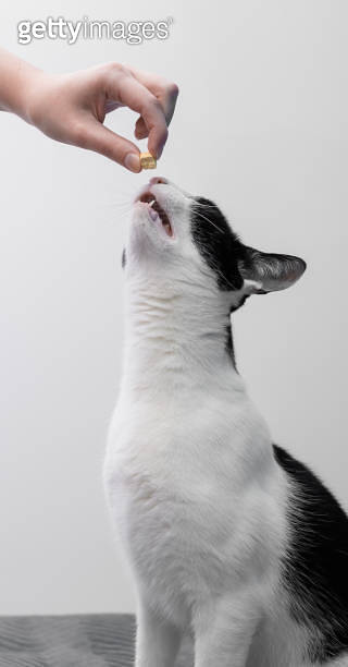 A treat for a cat as a reward, animal training, behavioral therapy for ...