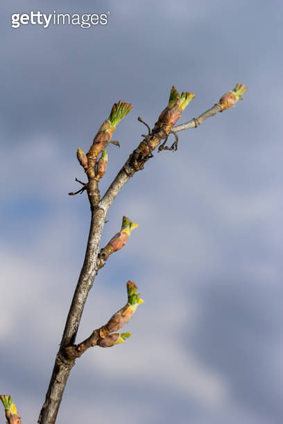 budding buds on a tree branch in early spring macro. Early spring, a ...