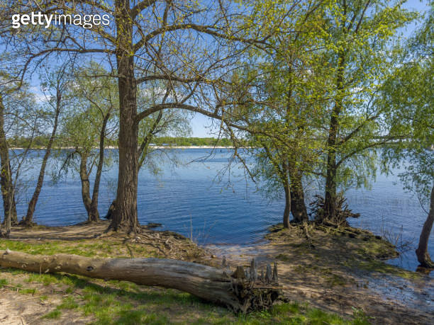 Old deciduous trees on river bank with snag on foreground 이미지 ...